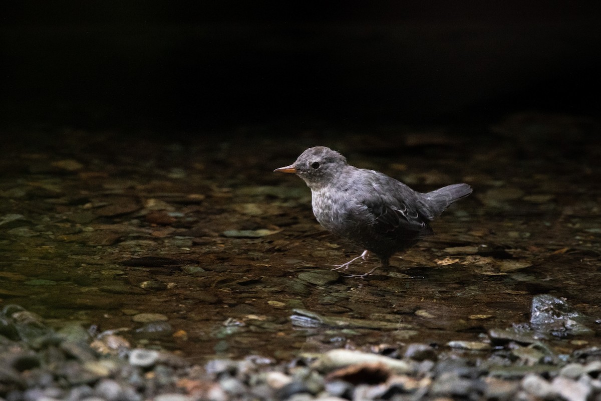 ML483998101 - American Dipper - Macaulay Library