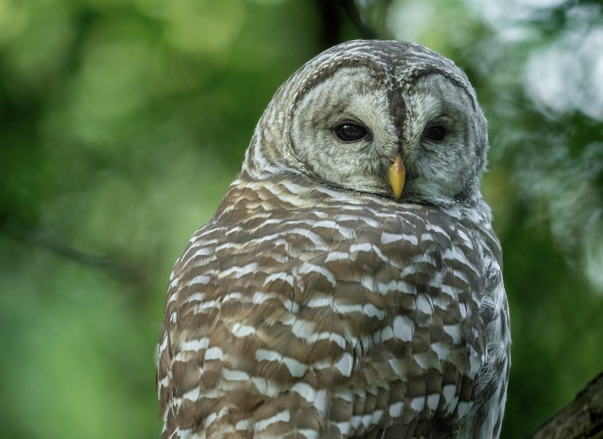 ML484032471 - Barred Owl - Macaulay Library