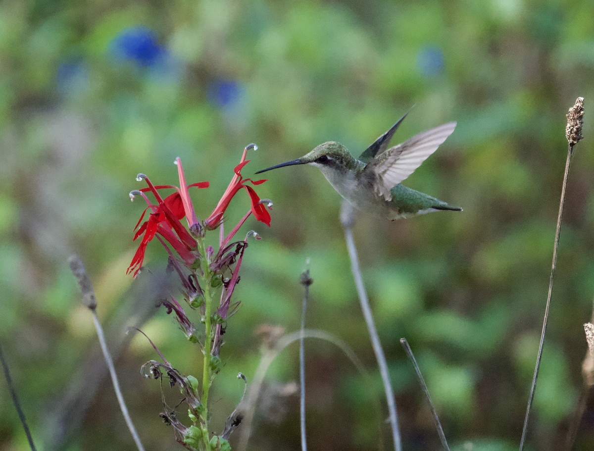 eBird Checklist - 14 Sep 2022 - Lake Tillery Hydroelectric Plant/Clarks ...