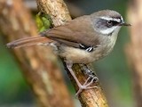 Iconic Birds - Mount Compass School Swamp, Alexandrina, South Australia ...