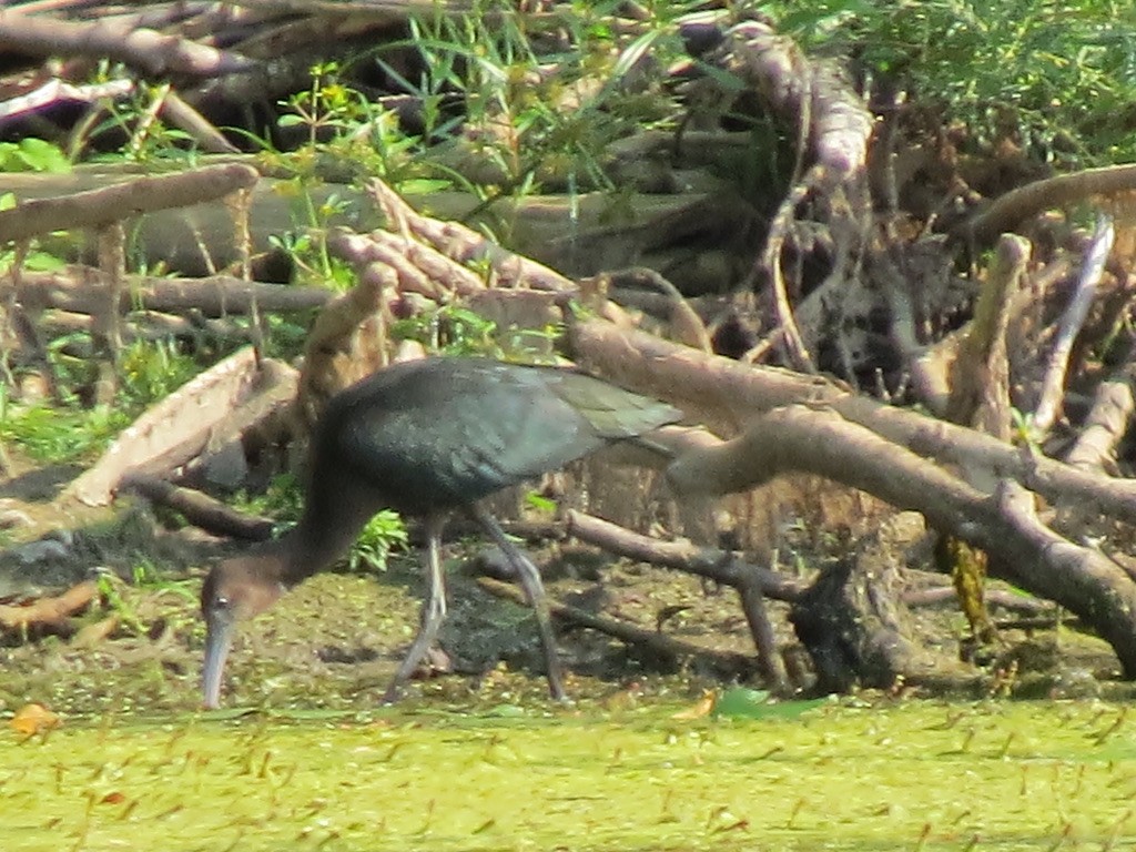 eBird Checklist - 15 Sep 2022 - St. Catharines--Charles Daley Park - 6 ...