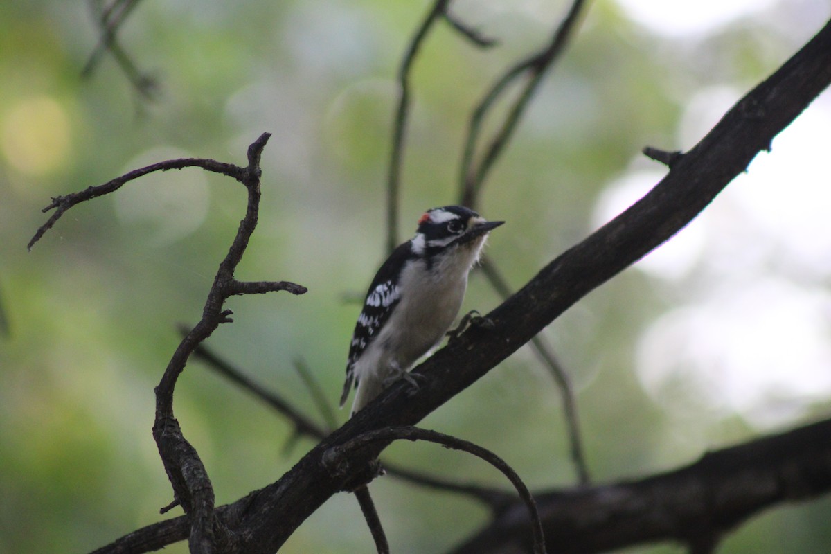 eBird Checklist - 15 Sep 2022 - Chippewa Nature Center--Wetlands - 13 ...