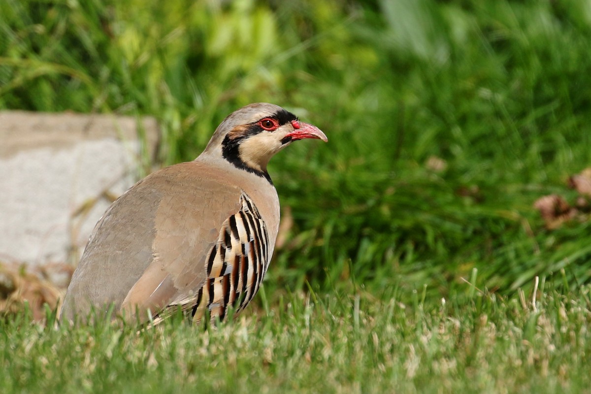 eBird Checklist - 16 Sep 2022 - Château Bigot, Charlesbourg, Québec, CA ...