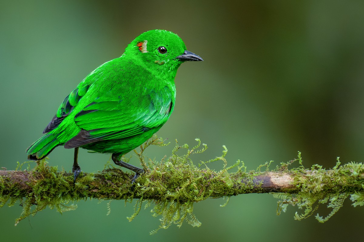 ML484737561 - Glistening-green Tanager - Macaulay Library