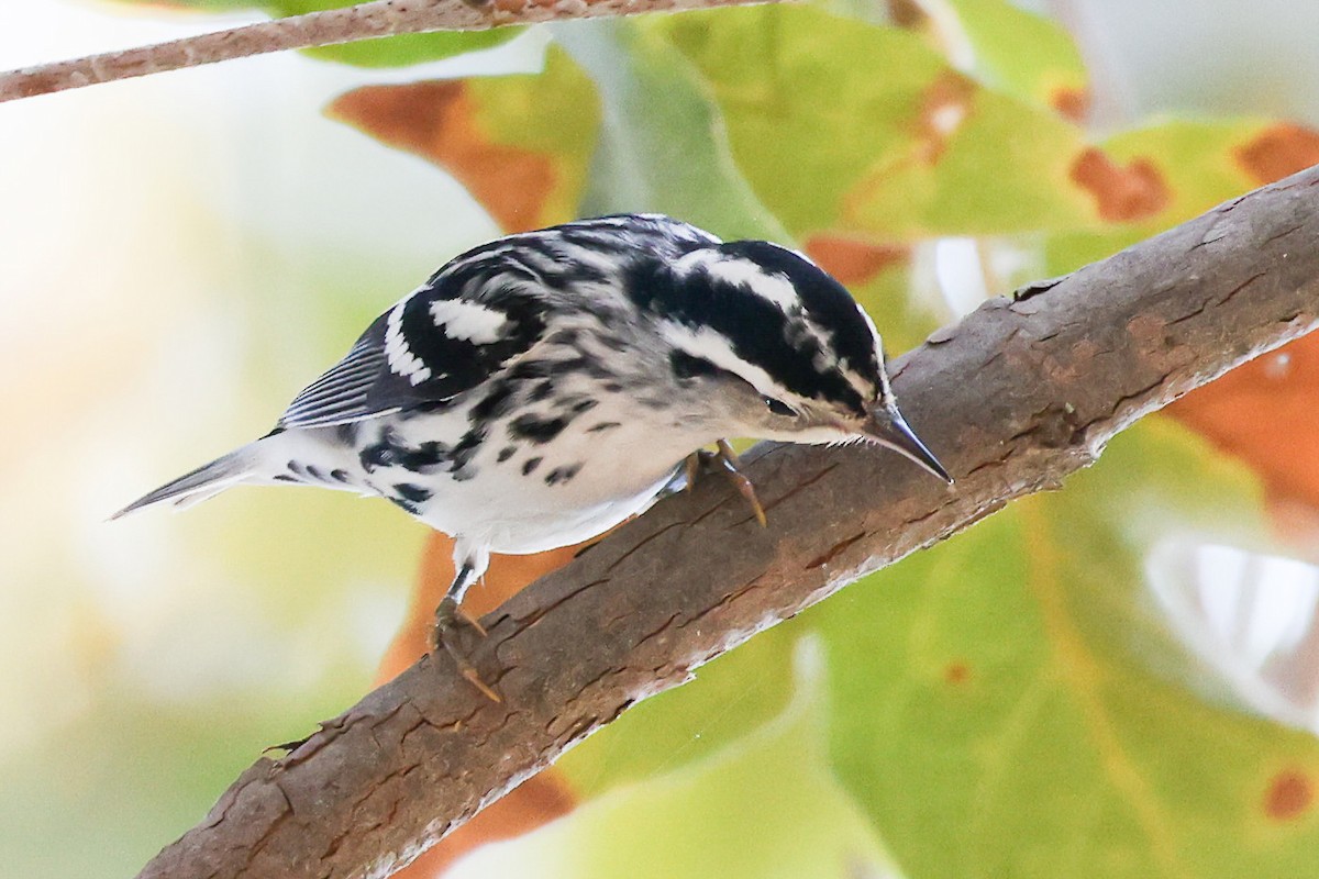 eBird Checklist - 16 Sep 2022 - Vasona Lake County Park - 20 species