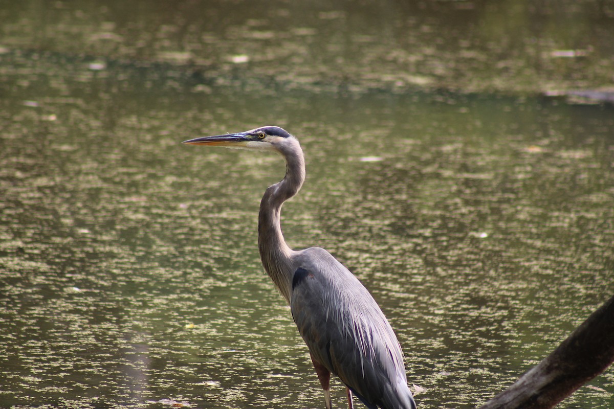 eBird Checklist - 17 Sep 2022 - Chippewa Nature Center - 23 species