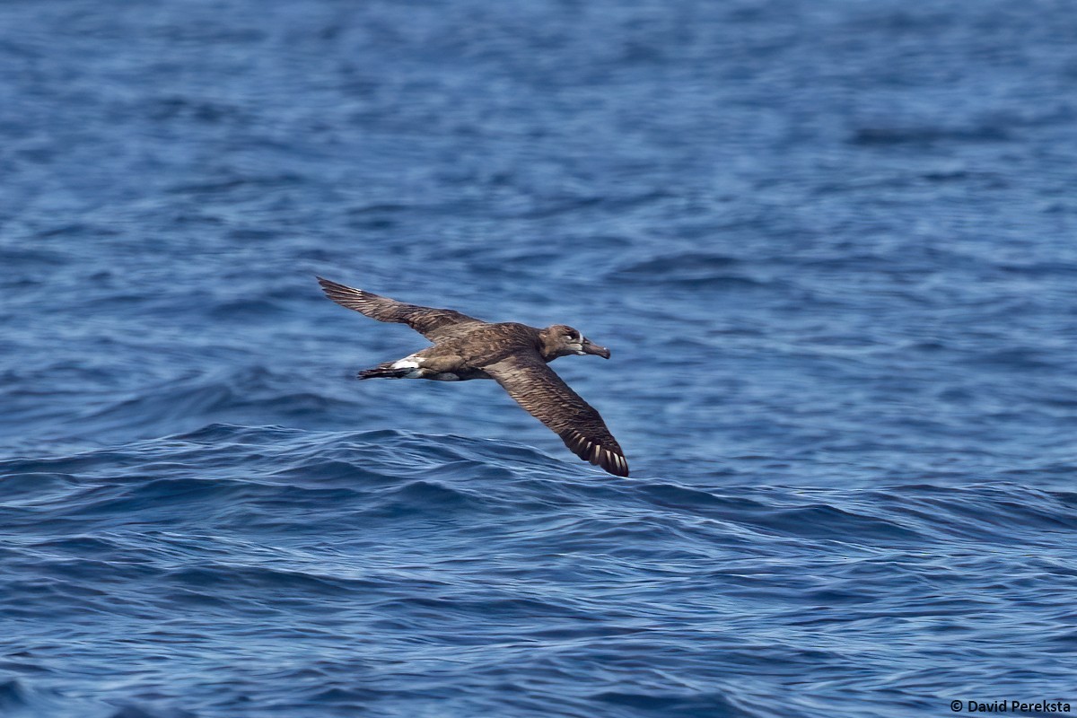 eBird Checklist - 5 Sep 2022 - San Diego Trough (south) - 10 species