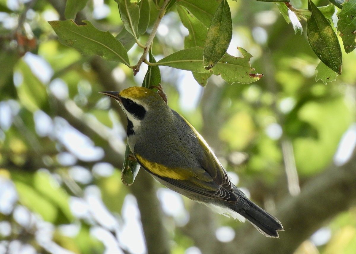 eBird Checklist - 18 Sep 2022 - Roosevelt Wetland - 1 species