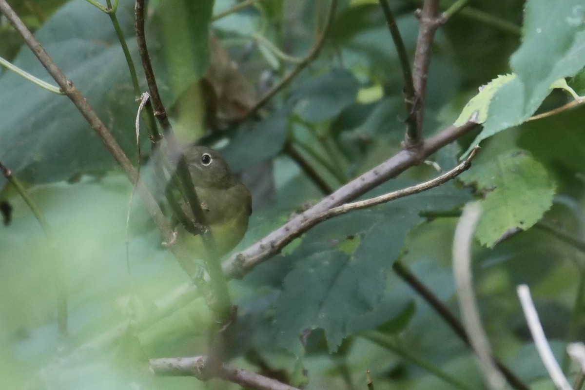 eBird Checklist - 18 Sep 2022 - Wangunk Meadows WMA - 22 species (+1 ...