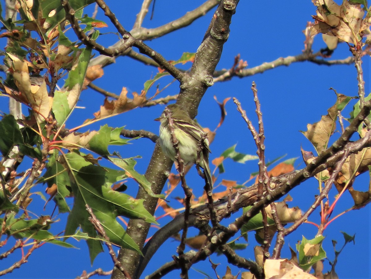 eBird Checklist - 17 Sep 2022 - Unity Pond - 40 species (+1 other taxa)