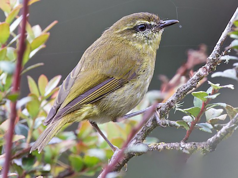 Sulawesi Leaf Warbler - eBird