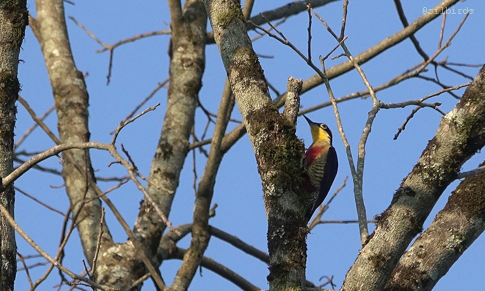 eBird Checklist - 31 Aug 2022 - PP Caá Yarí - 53 species