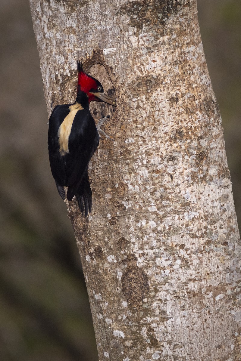 ML485766661 - Cream-backed Woodpecker - Macaulay Library