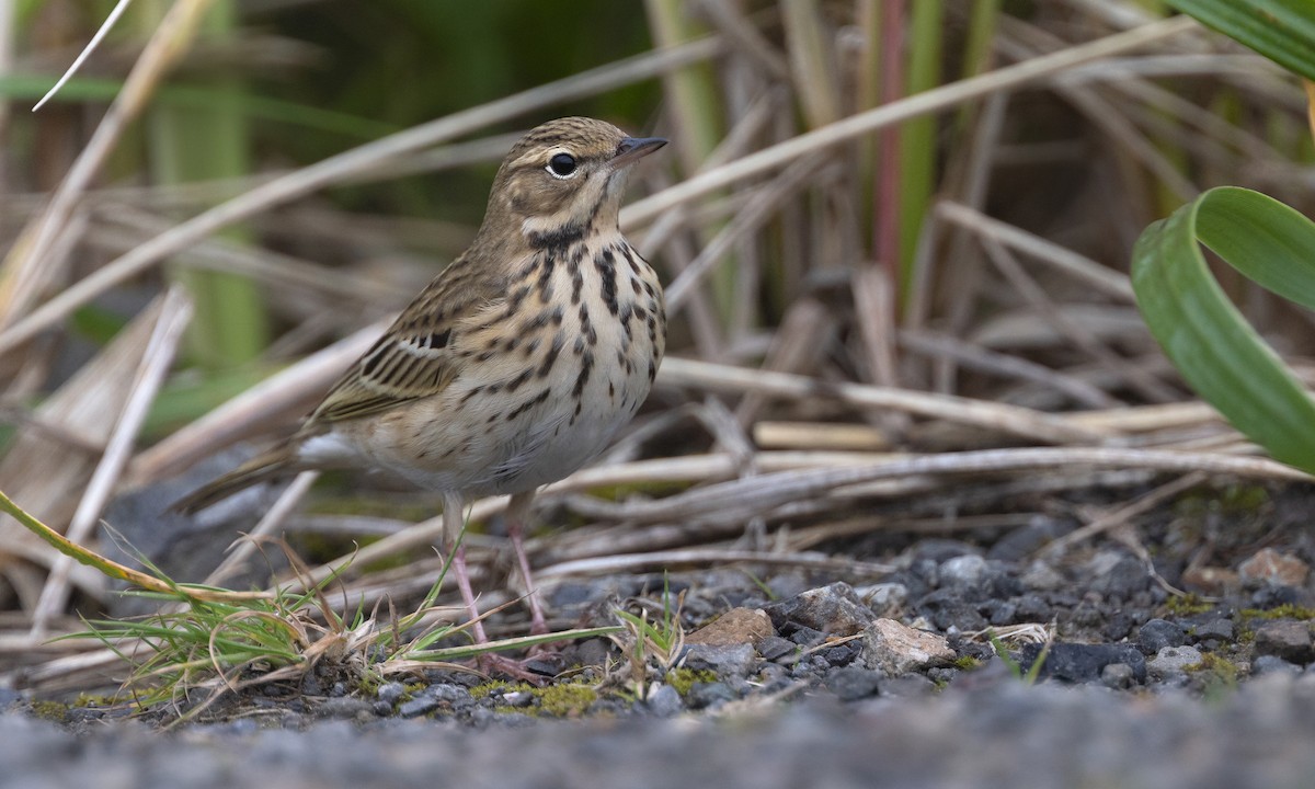 ML485827191 - Tree Pipit - Macaulay Library
