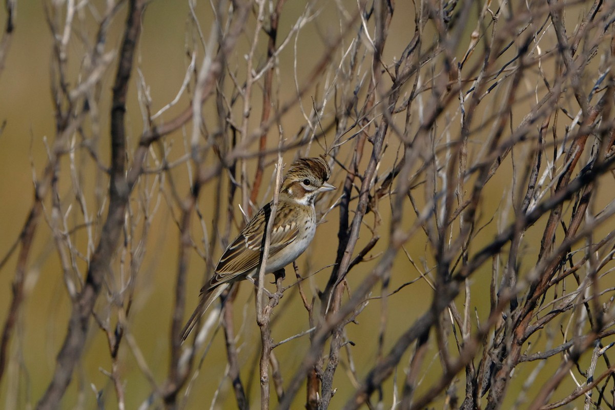 eBird Checklist - 20 Sep 2022 - **Back Bay NWR - 19 species