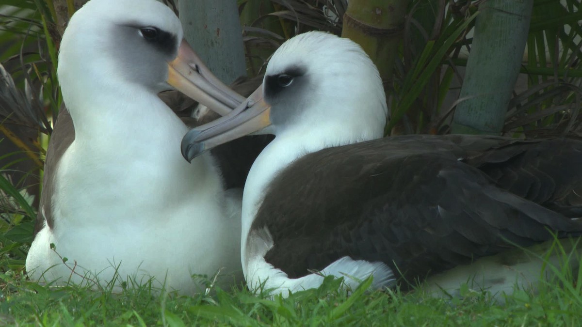 ML485888 - Laysan Albatross - Macaulay Library