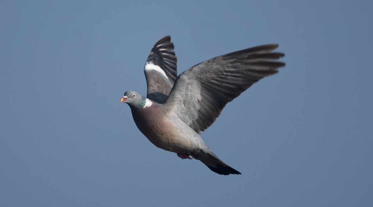 ML485922731 - Common Wood-Pigeon - Macaulay Library