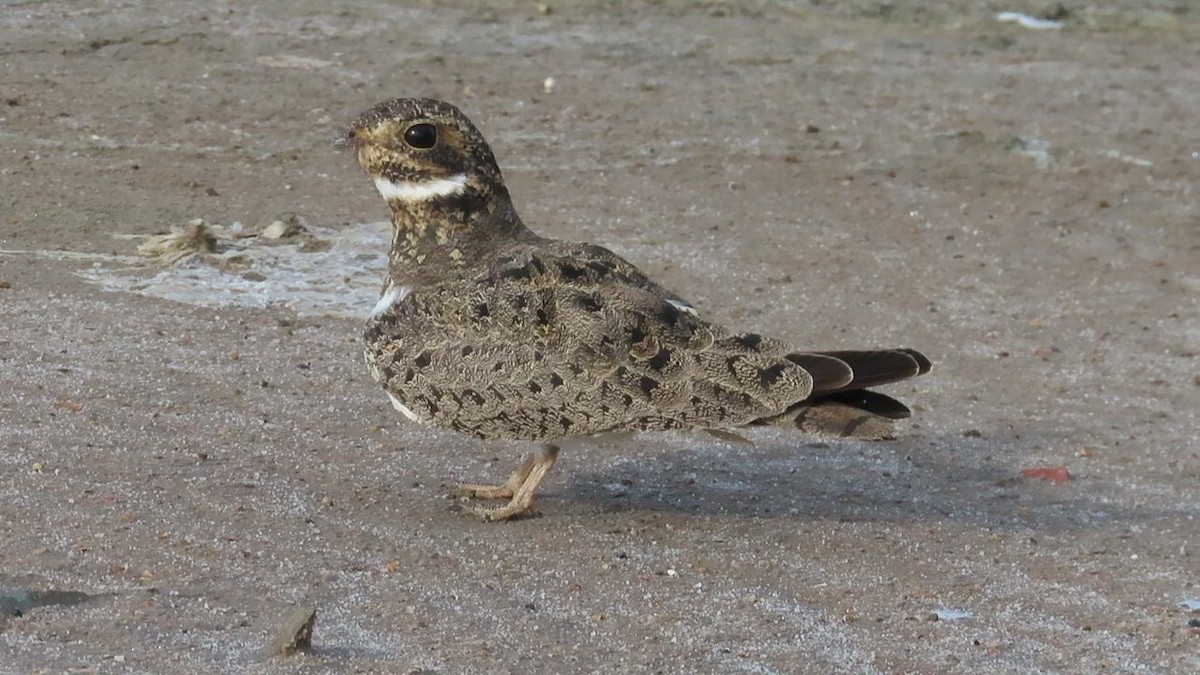 eBird Checklist - 20 Sep 2022 - Laguna Maurica - 37 species