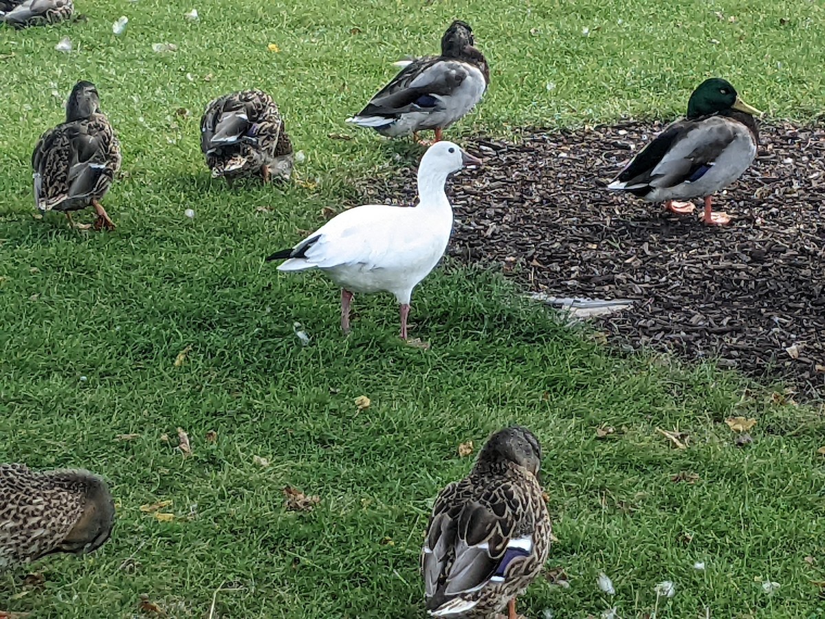 eBird Checklist - 21 Sep 2022 - Lake Opeka, Des Plaines - 2 species
