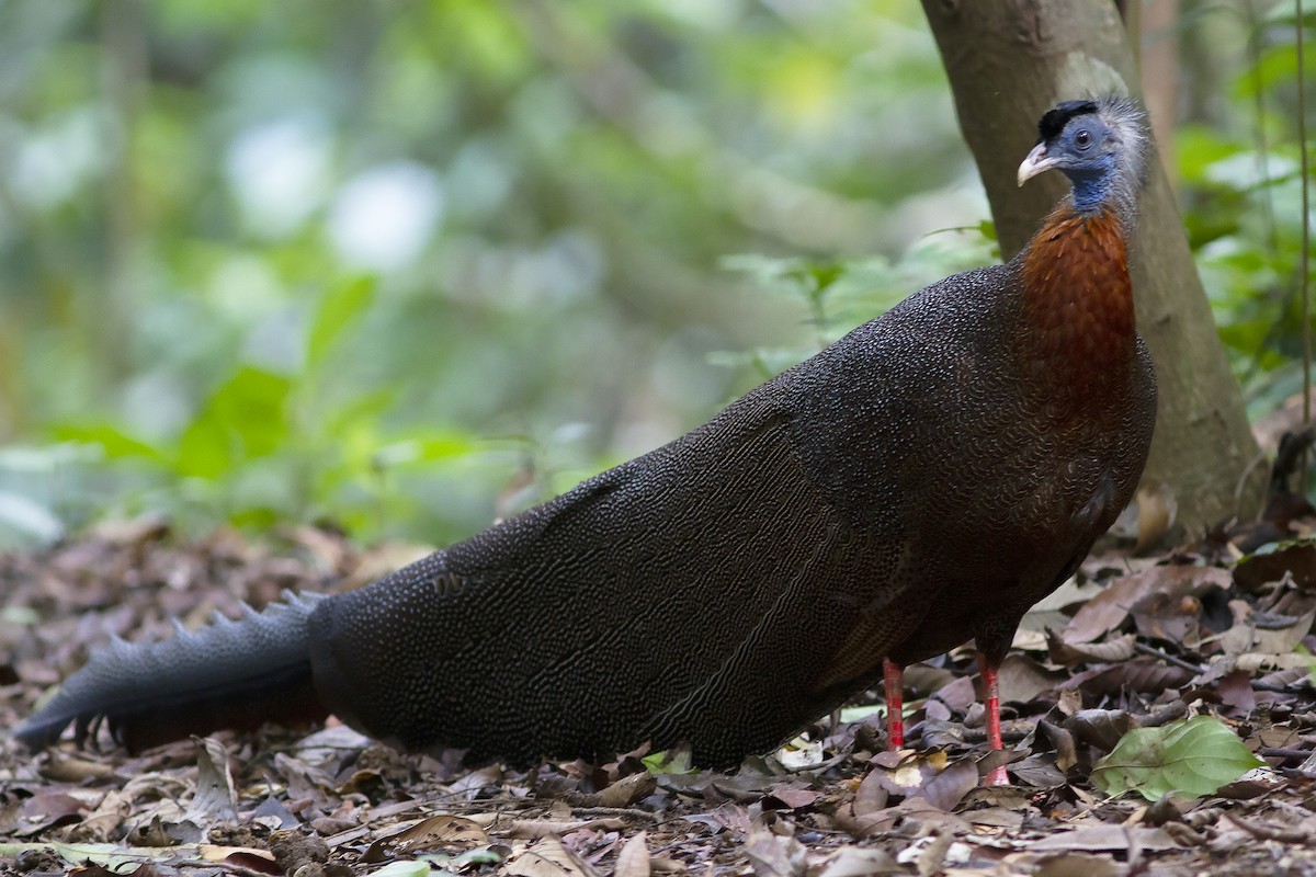 ML486470311 - Great Argus - Macaulay Library