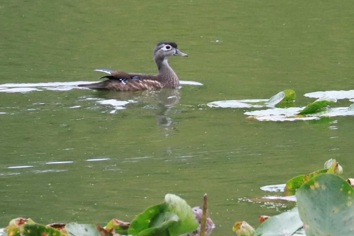 eBird Checklist - 22 Sep 2022 - Colyer Lake Recreation Area - 36 species
