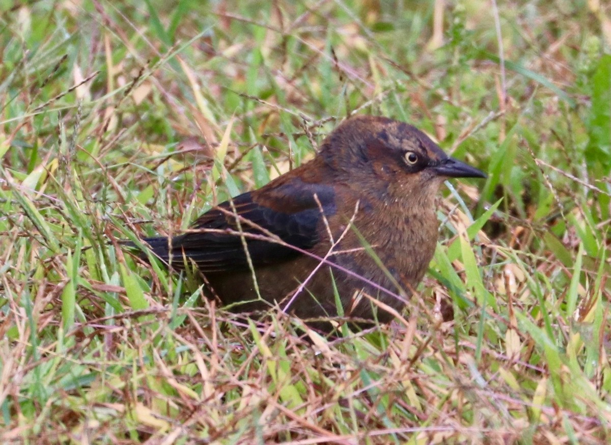 eBird Checklist - 22 Sep 2022 - Kettle Point - 1 species