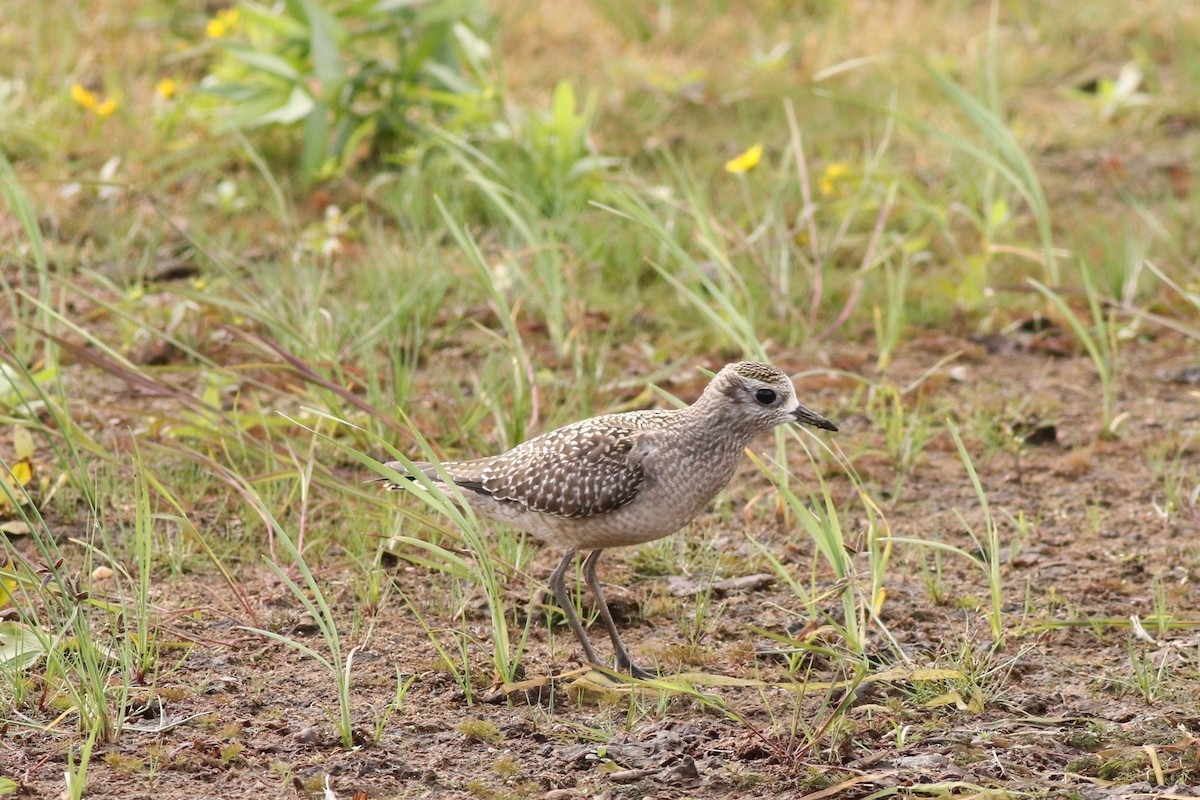 eBird Checklist - 22 Sep 2022 - Presque Isle SP--Gull Pt. - 23 species
