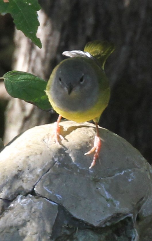 eBird Checklist - 23 Sep 2022 - Bourgo Home - 38 species
