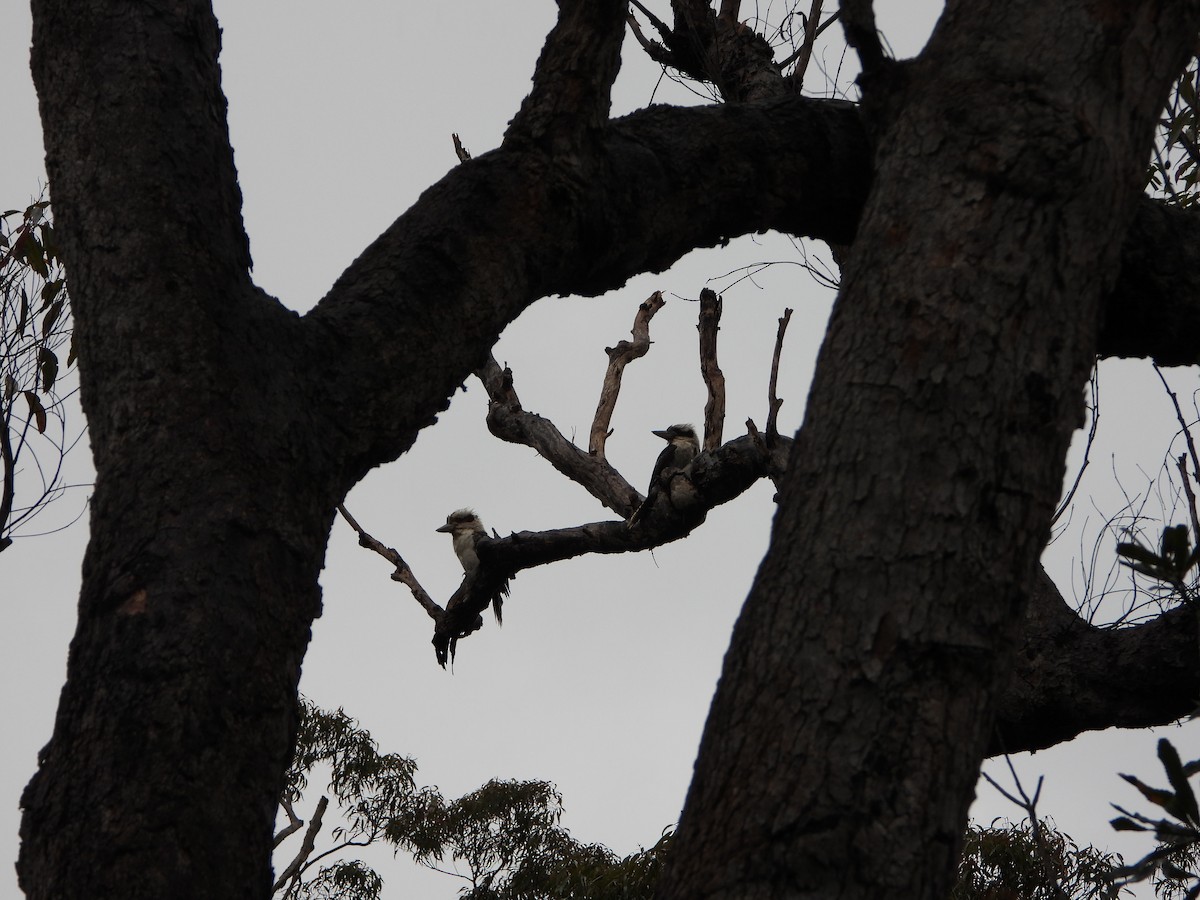 eBird Checklist - 24 Sep 2022 - Ku-ring-gai Chase National Park ...