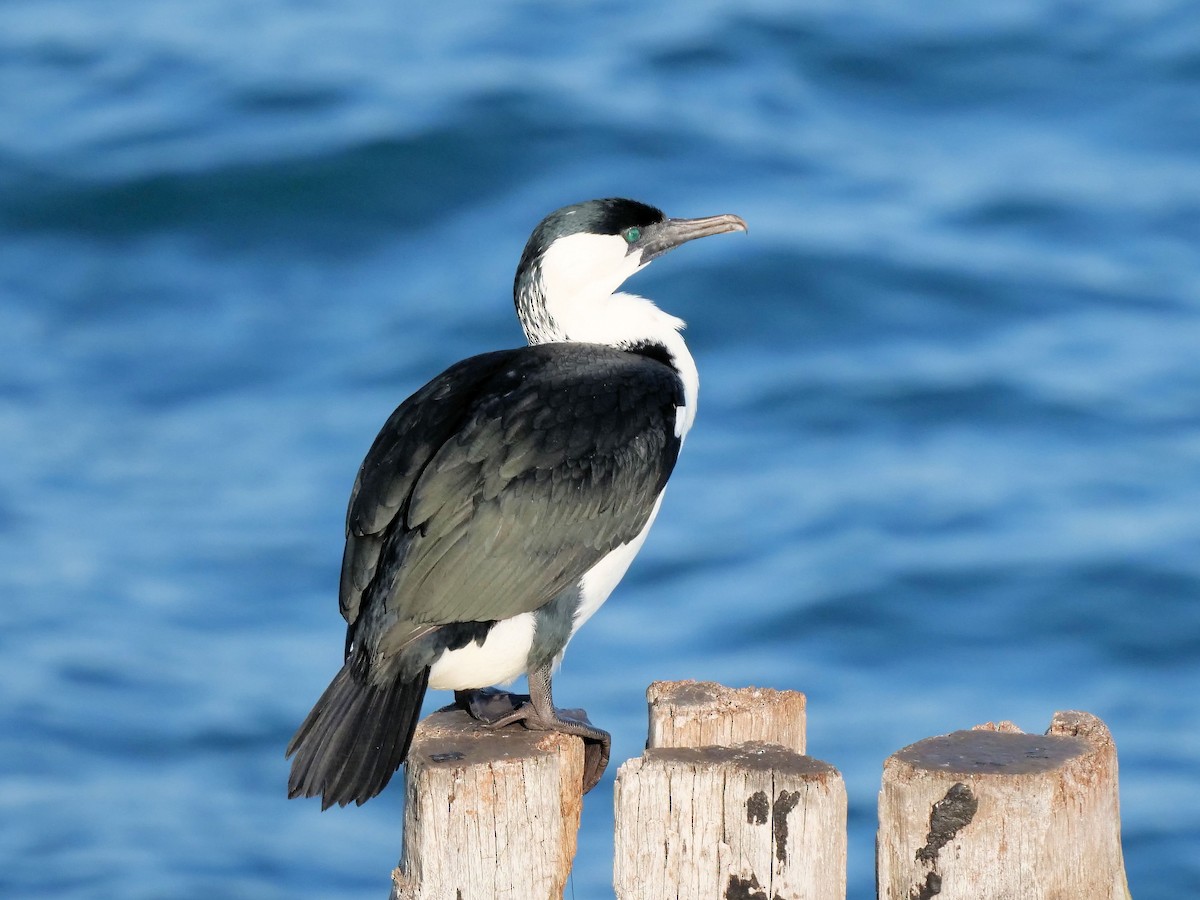 eBird Checklist - 21 Sep 2022 - Old Tanker Jetty (Esperance) - 7 species