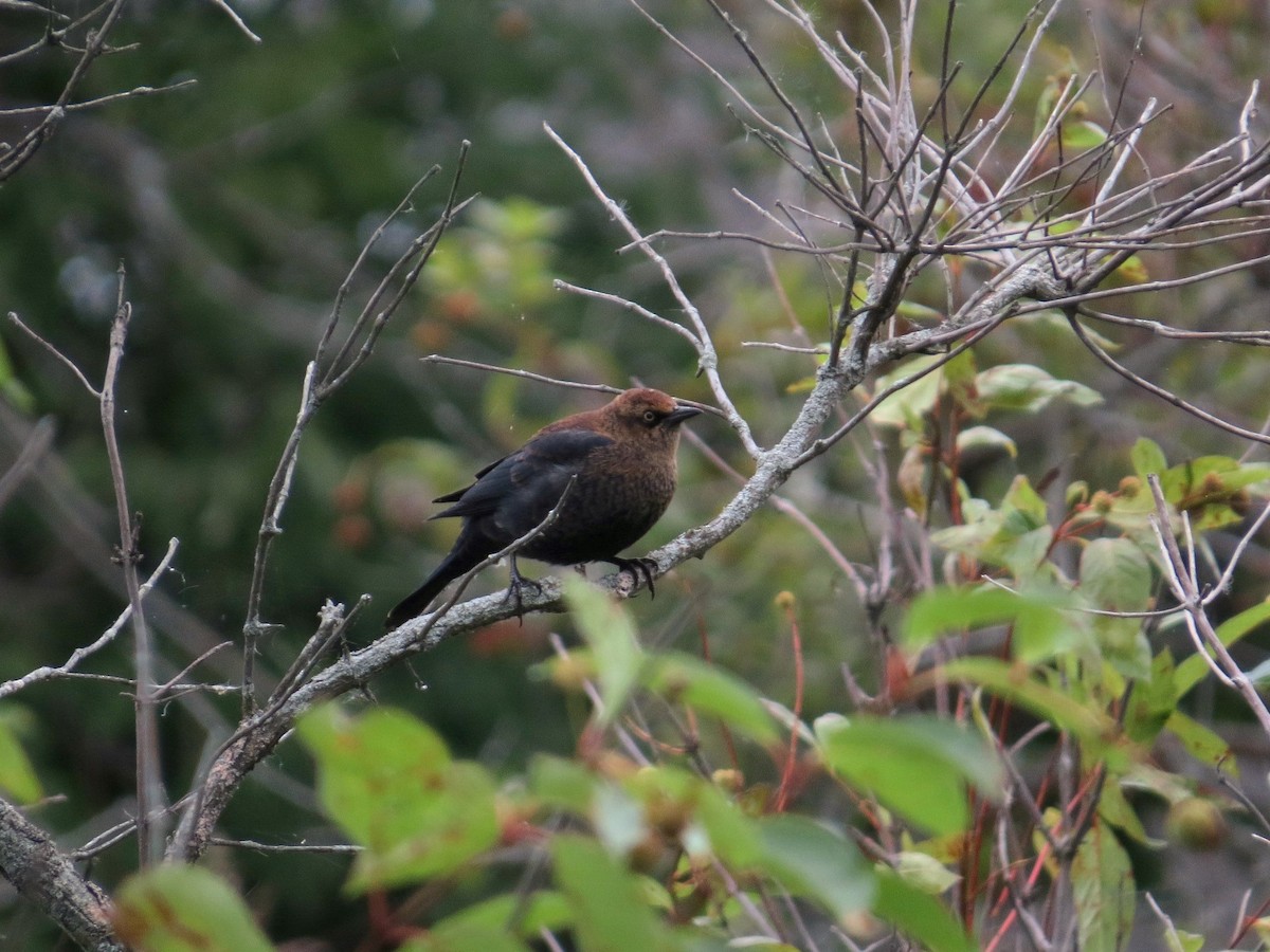 eBird Checklist - 24 Sep 2022 - Presque Isle SP--Sidewalk Trail - 35 species