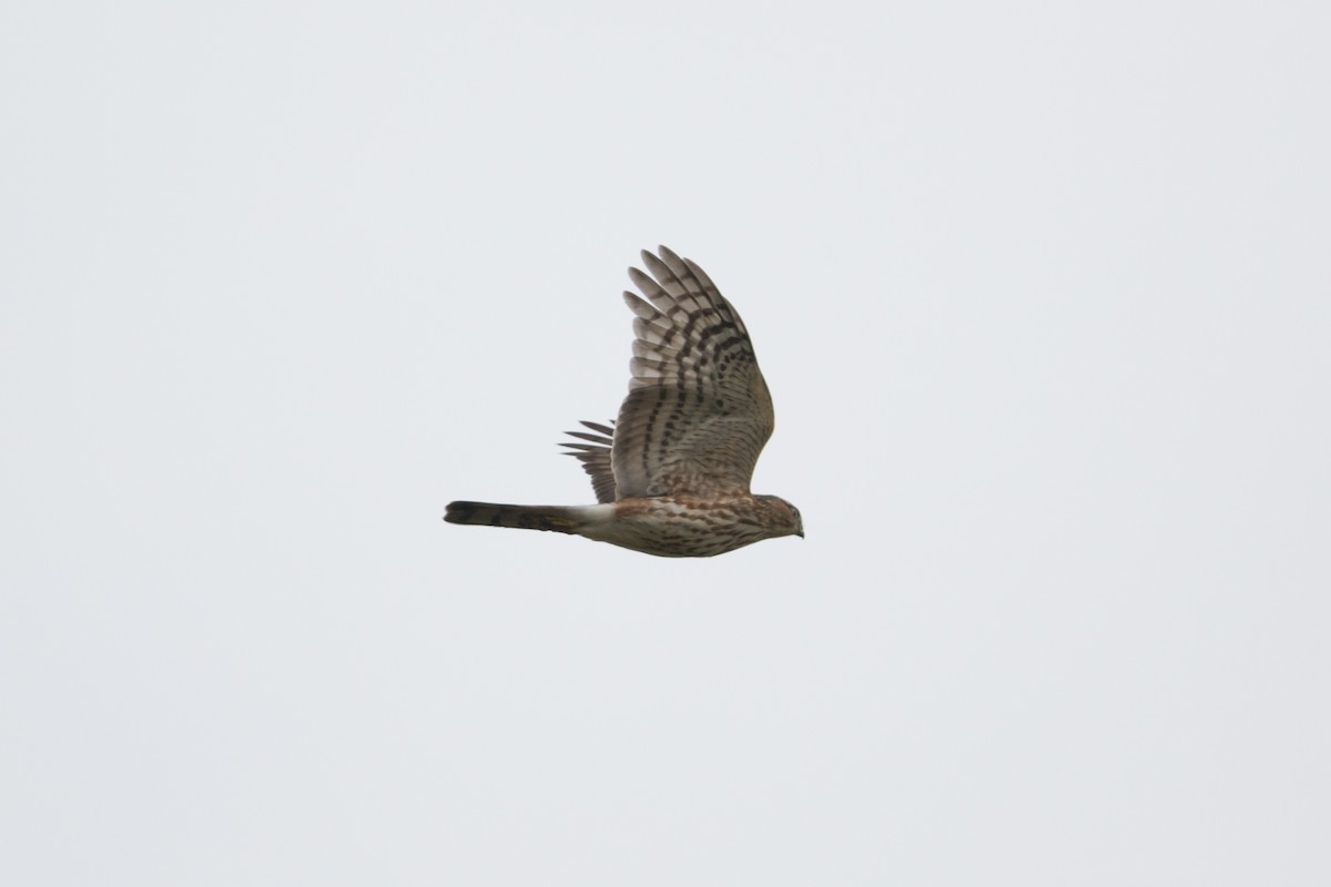 eBird Checklist - 25 Sep 2022 - Ashland Nature Center and Hawk Watch ...