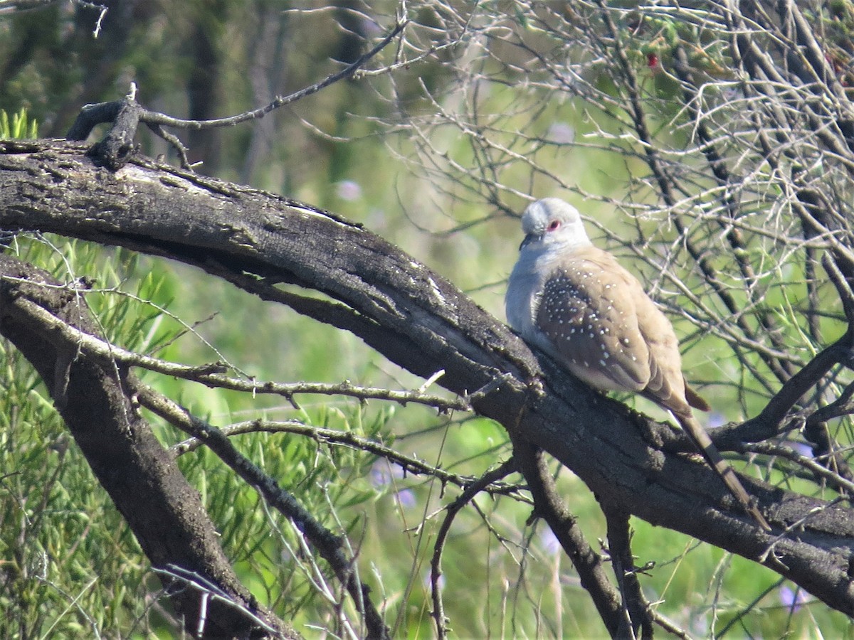 eBird Checklist - 20 Sep 2022 - Bowra Wildlife Sanctuary--Saw Pits FRS ...