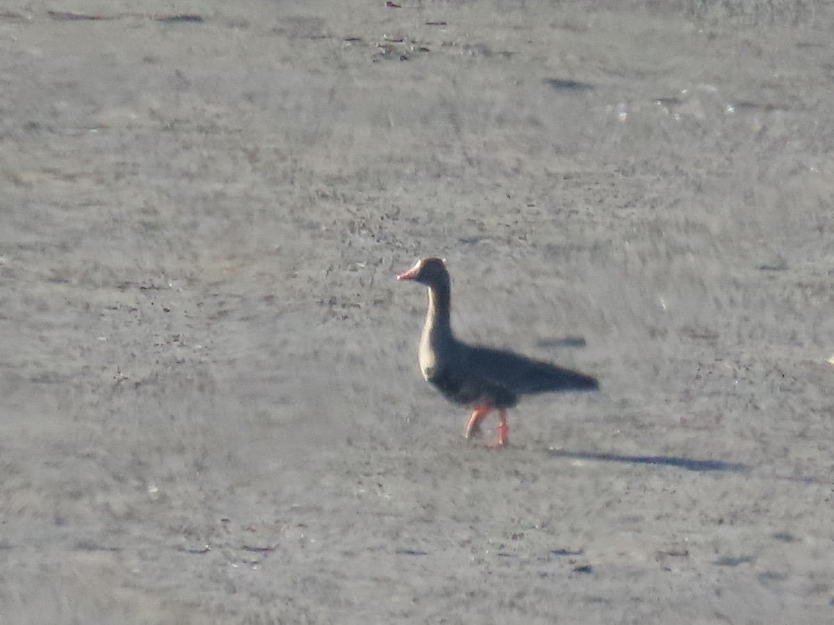 eBird Checklist - 25 Sep 2022 - Trinity Center--south boat ramp - 23 ...