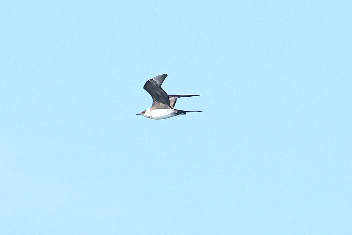 eBird Checklist - 25 Sep 2022 - IN (11.923, 75.239) - 2 species