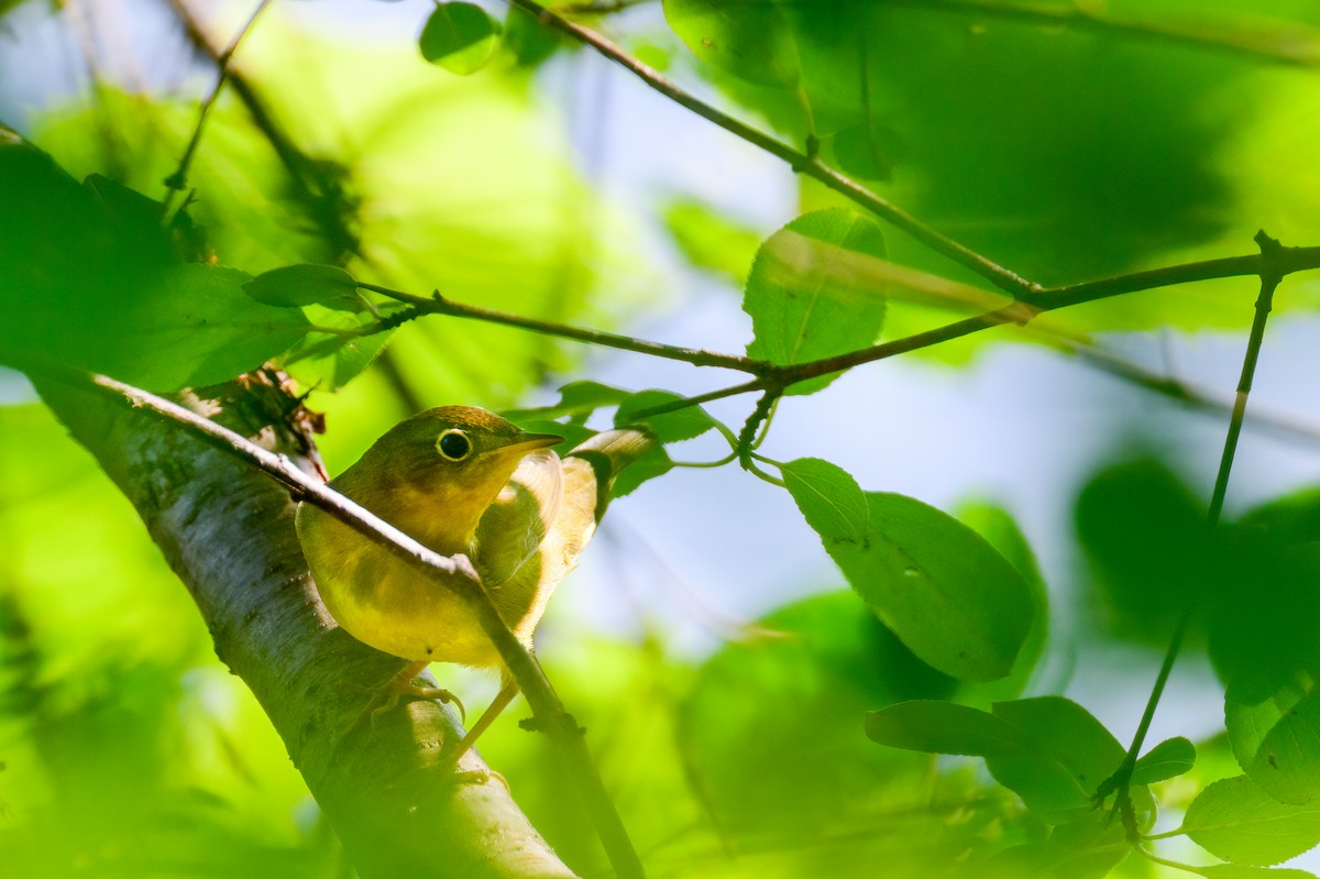 eBird Checklist - 19 Sep 2022 - UW Lakeshore Nature Preserve--Frautschi ...