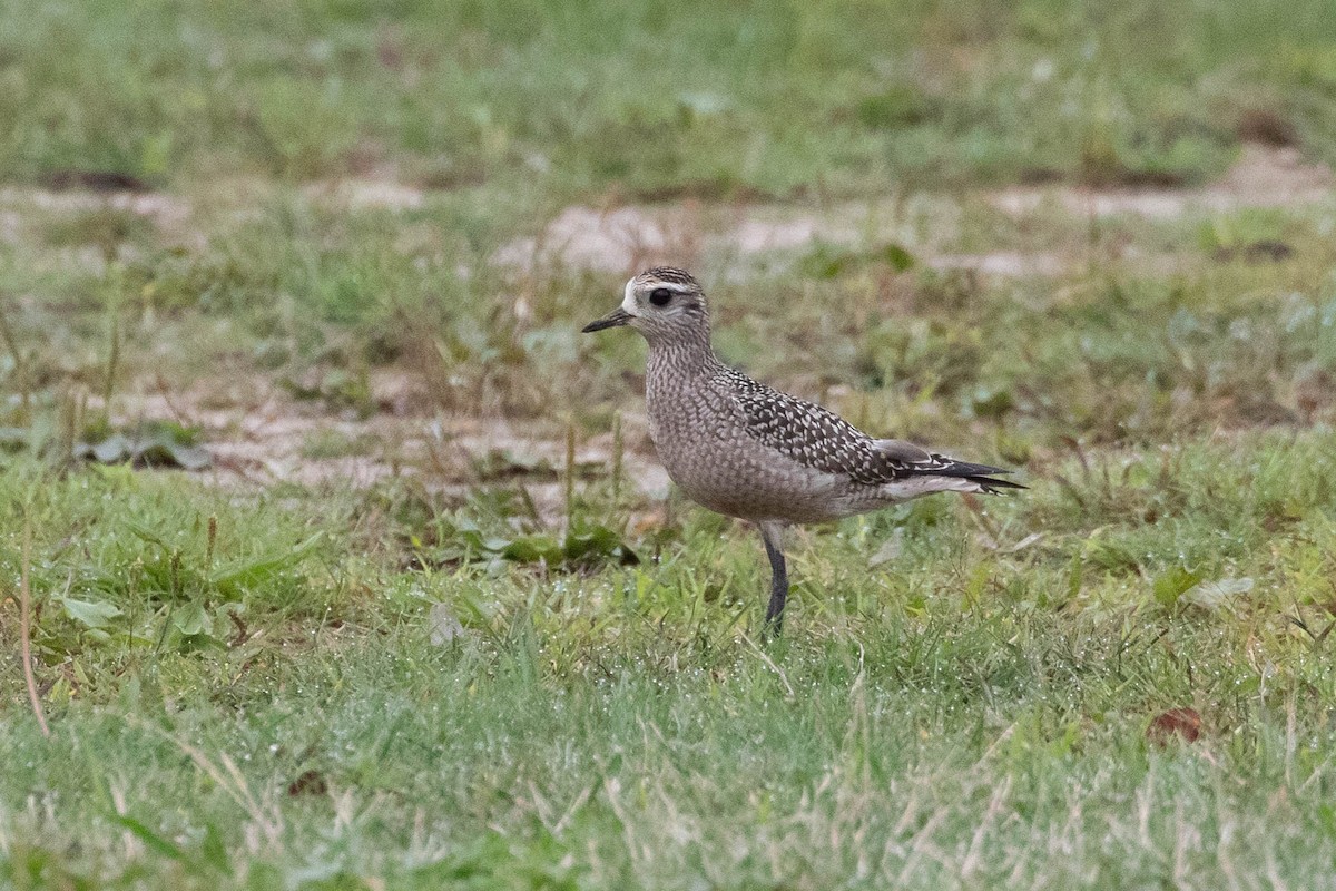 eBird Checklist - 27 Sep 2022 - Rocky Neck SP - 26 species (+1 other taxa)
