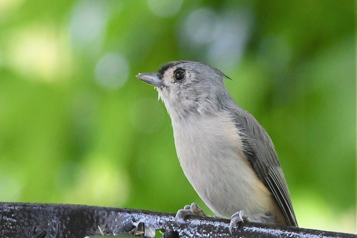 eBird Checklist - 27 Sep 2022 - US-OH-Ontario-3141 Ponderosa Ave - 40 ...