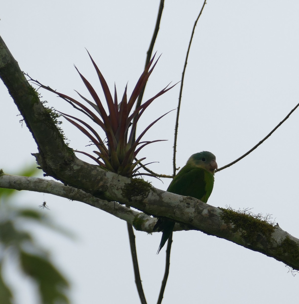 ML488180621 - Gray-cheeked Parakeet - Macaulay Library
