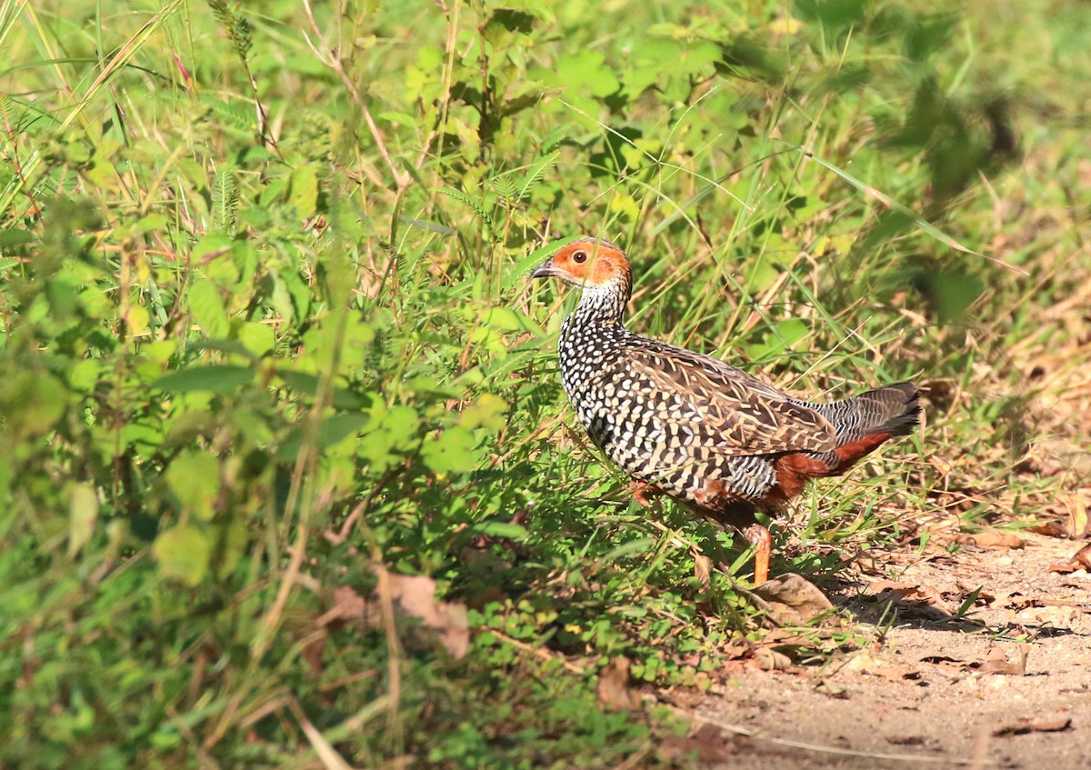ML488375521 - Painted Francolin - Macaulay Library