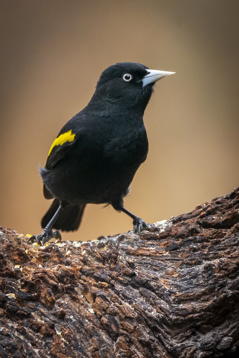 ML488521951 - Golden-winged Cacique - Macaulay Library
