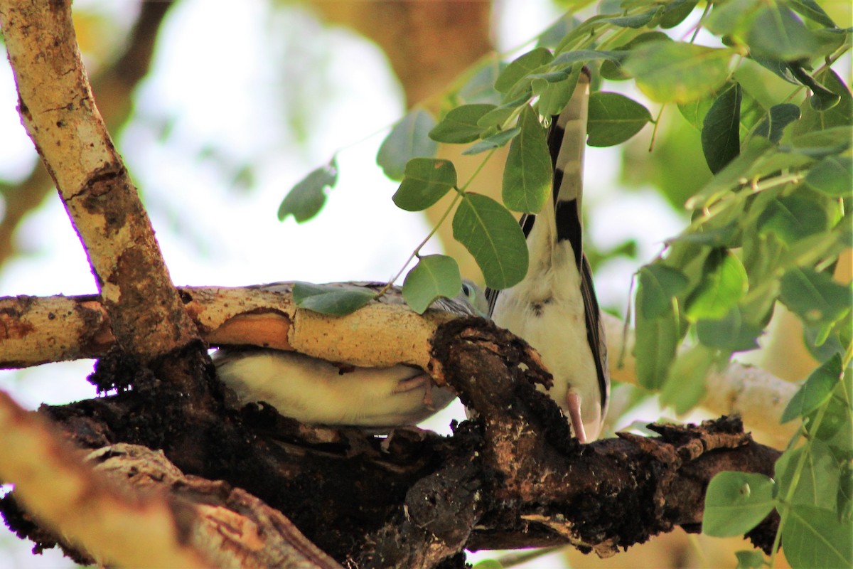 eBird Checklist - 29 Sep 2022 - Barron Waters Park (Caravonica) - 29 ...