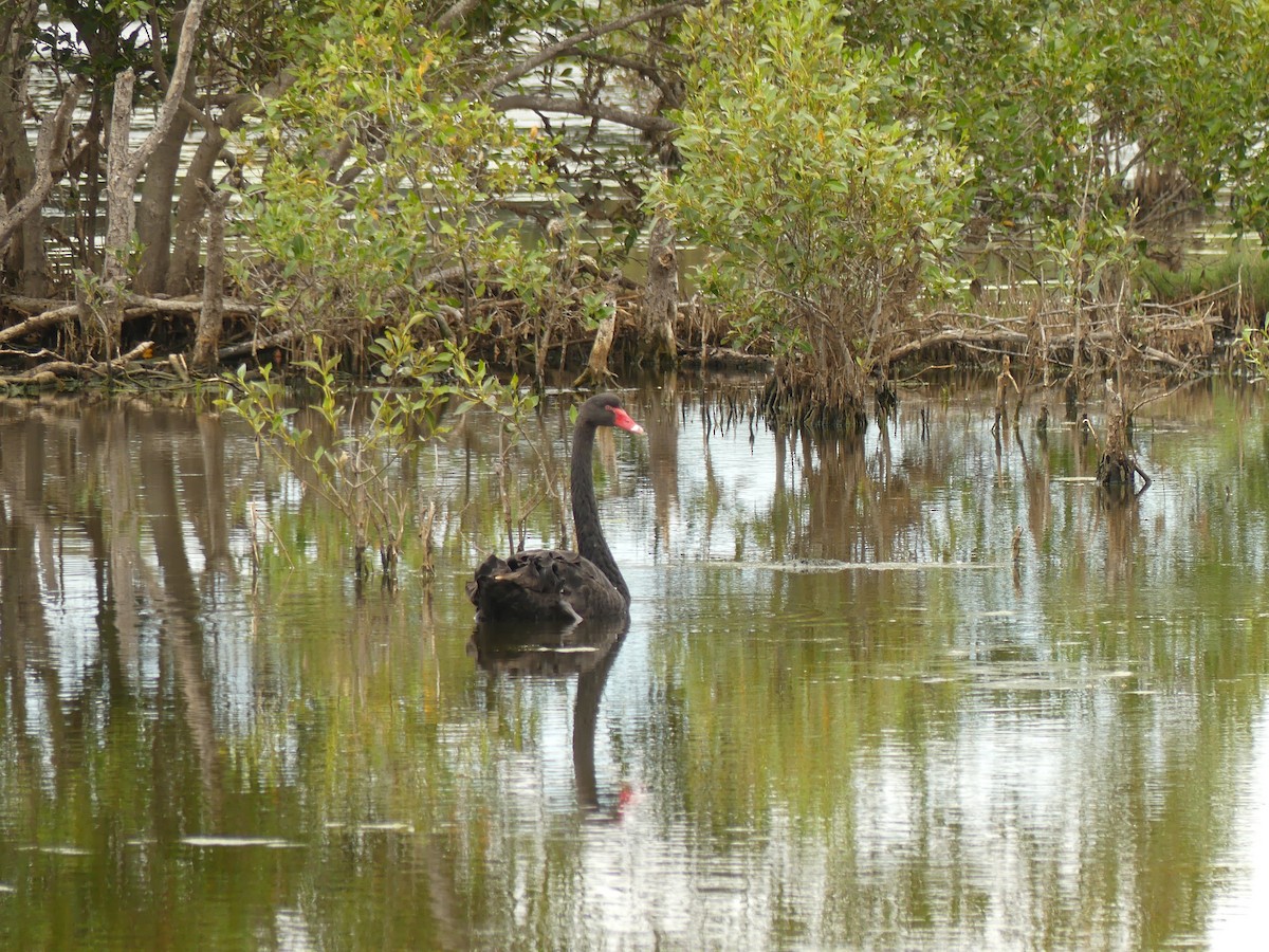 eBird Checklist - 29 Sep 2022 - Kedron Brook Wetlands Reserve - 33 species