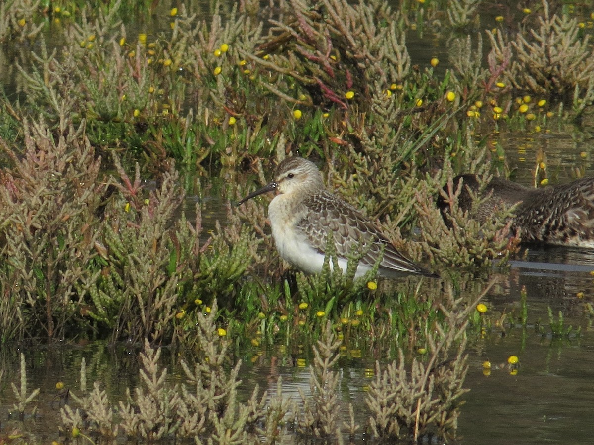 eBird Checklist - 27 Sep 2022 - Lytchett Fields RSPB Reserve - 57 species