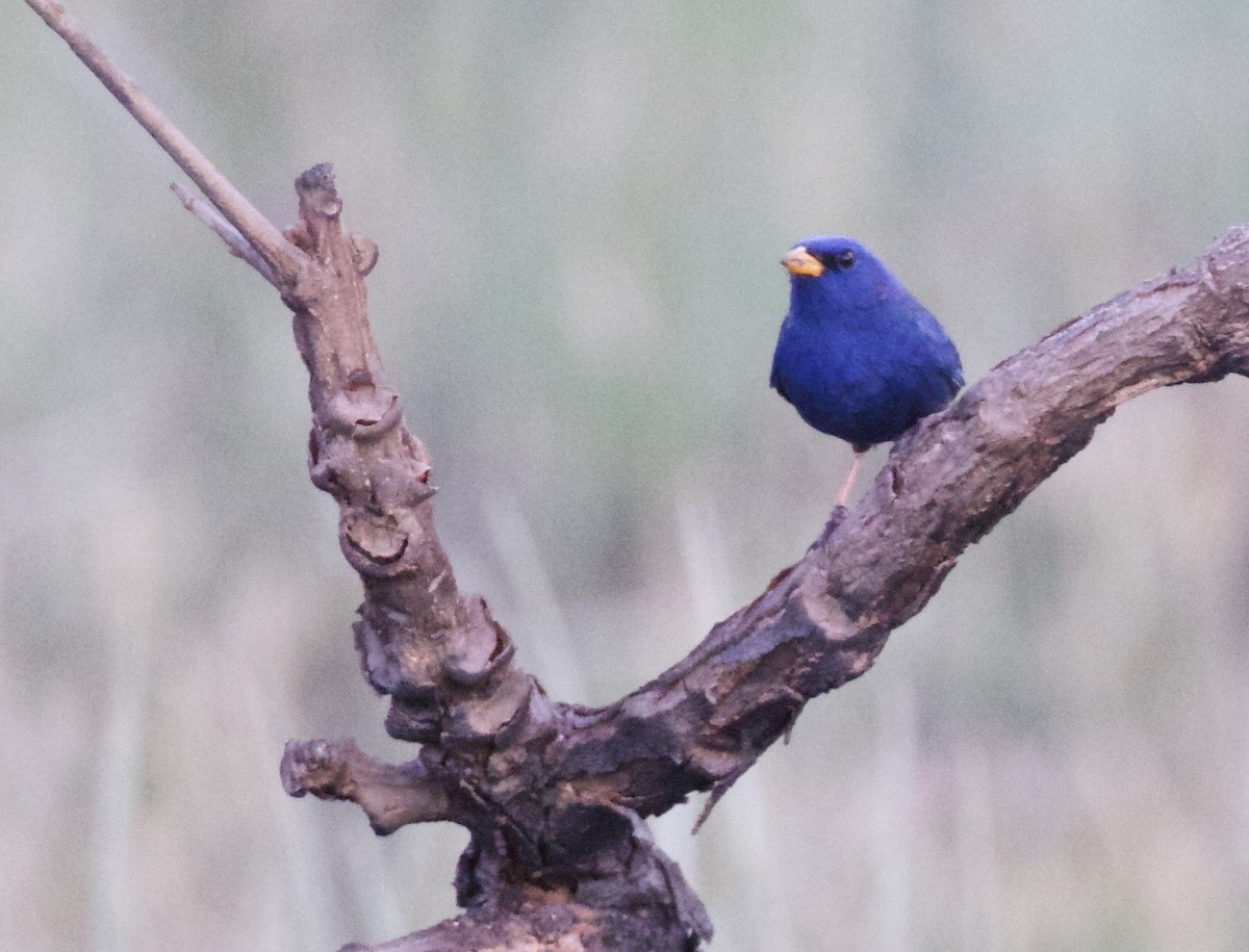 ML488635111 - Blue Finch - Macaulay Library