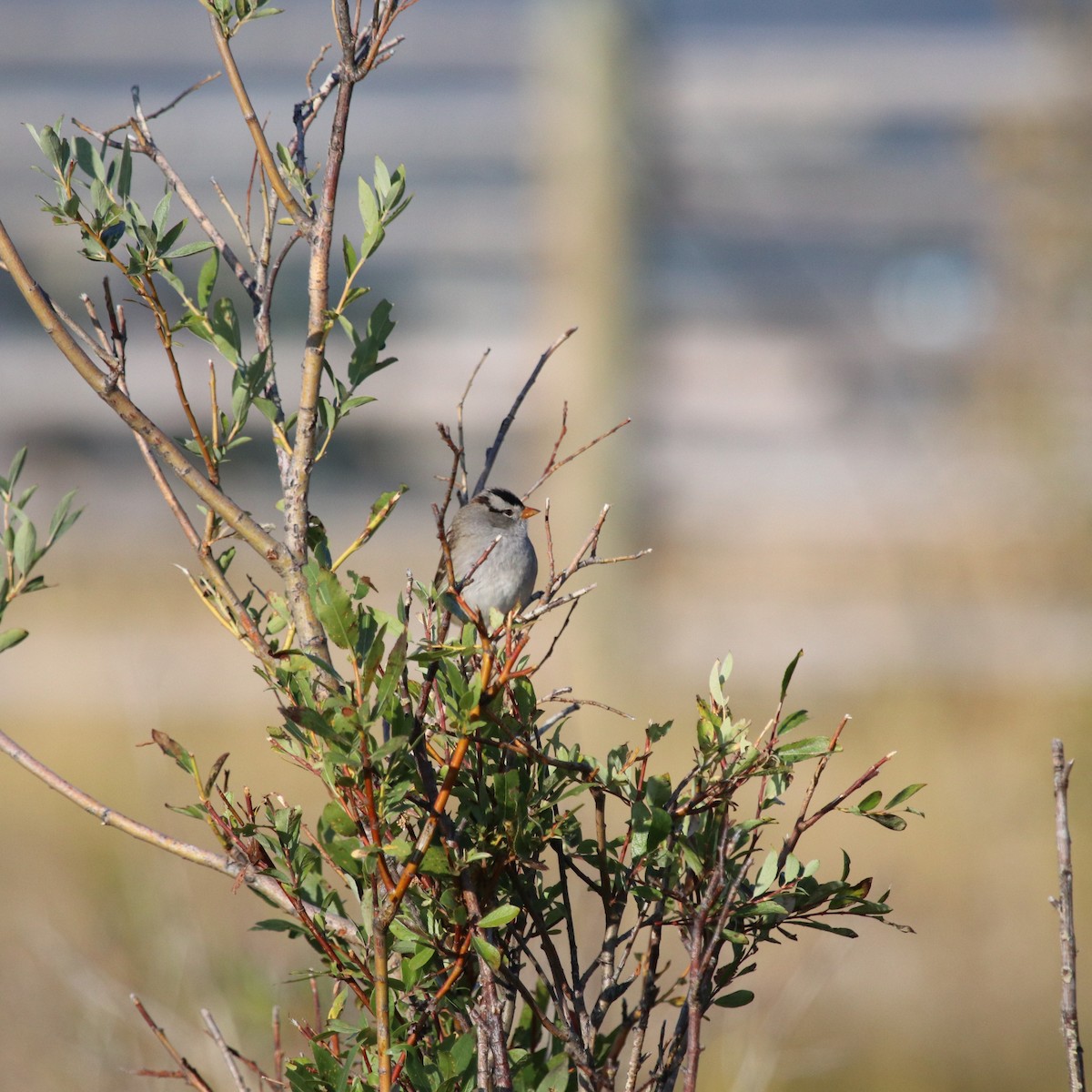 eBird Checklist - 29 Sep 2022 - 2120 Sierra Rd E, Helena US-MT 46.66100 ...