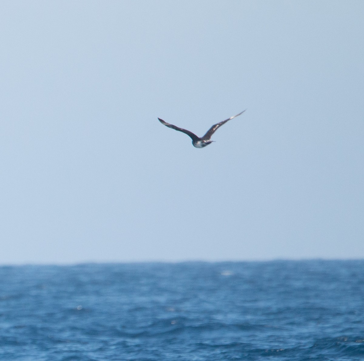 eBird Checklist - 25 Sep 2022 - Crespi Knoll (ORA Co.) - 10 species (+1 ...