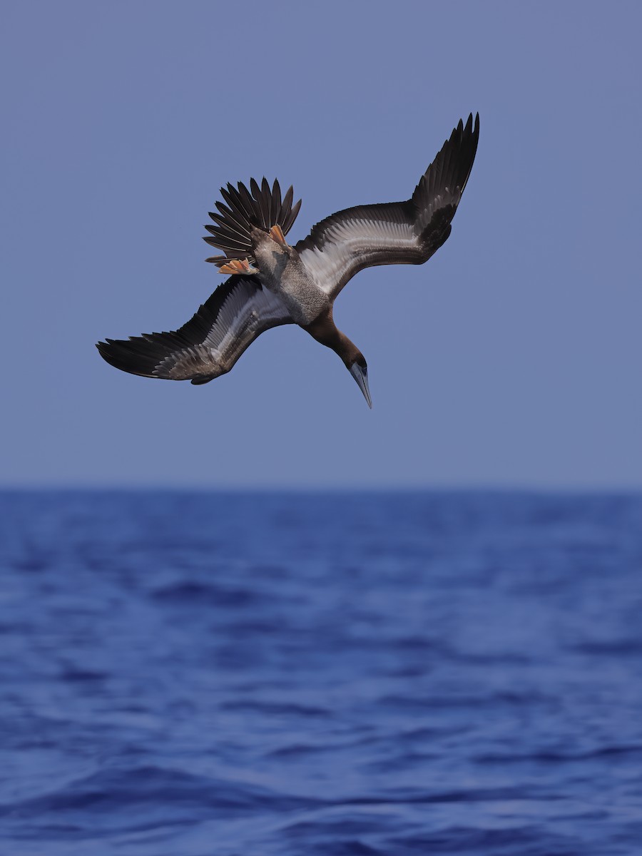 ML489420431 - Brown Booby - Macaulay Library
