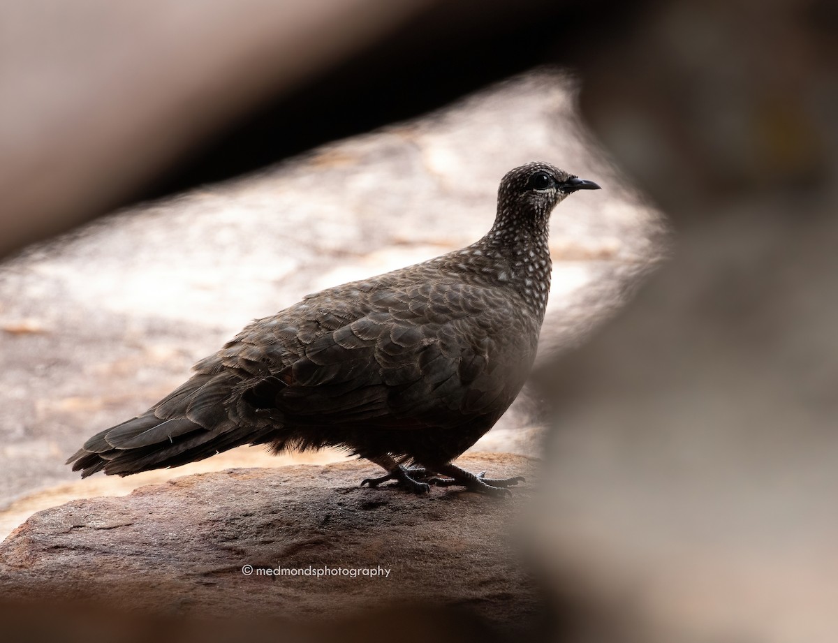 ML489509371 - Chestnut-quilled Rock-Pigeon - Macaulay Library