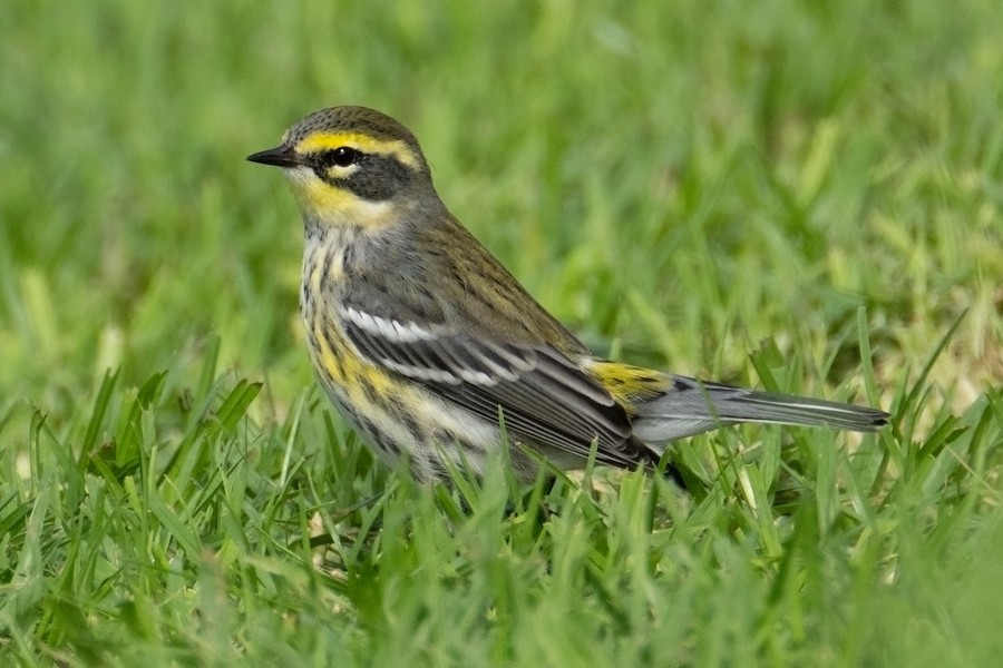 Yellow-rumped x Townsend's Warbler (hybrid) - eBird